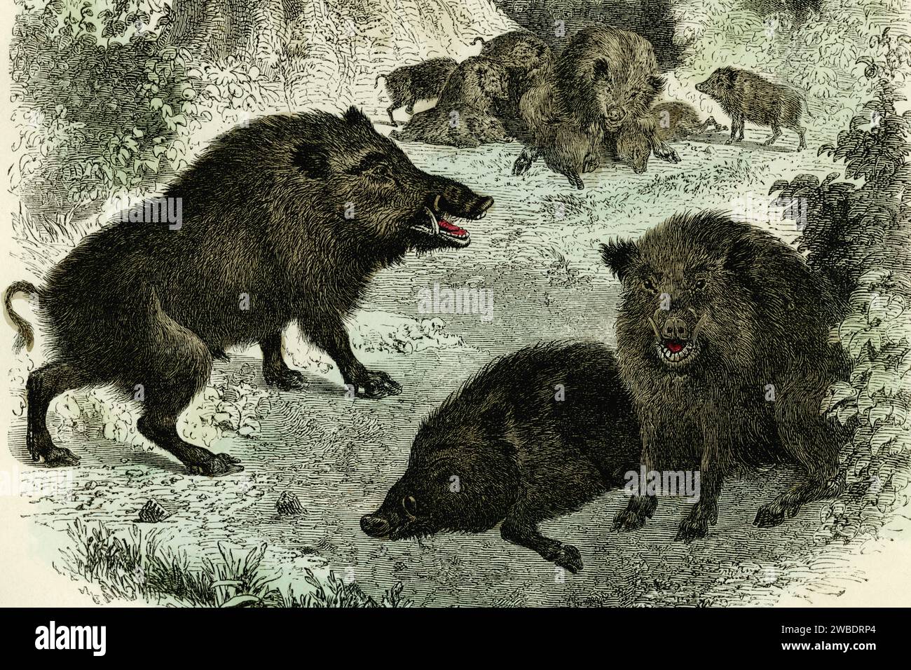 Wild boars. Detail of coloured engraving from the 1866 edition of ...