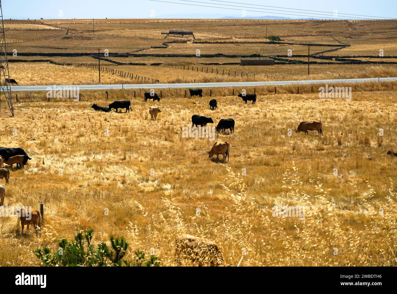 Dry landscape in Spain with large pastures for cattle and agriculture ...