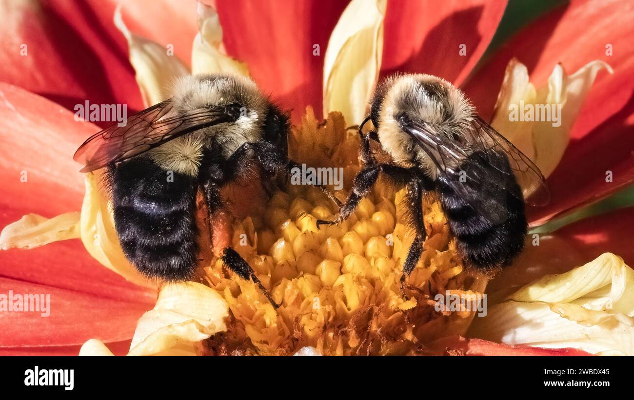 A macro of two Common Eastern Bumble Bees pollinating a red and yellow ...