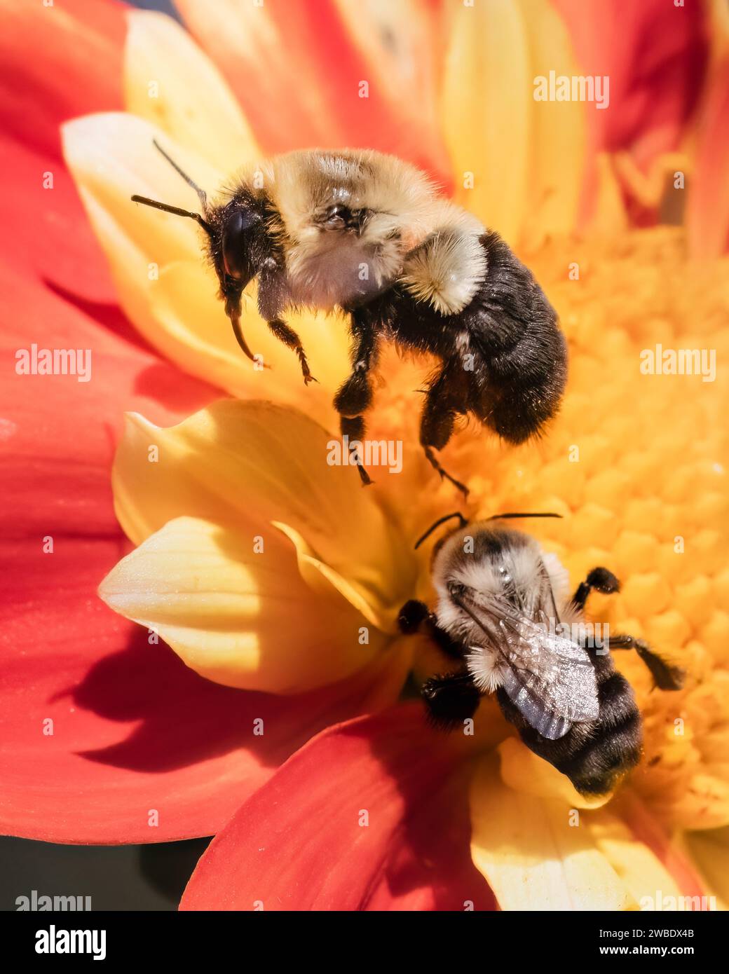 A macro of two Common Eastern Bumble Bees pollinating a red and yellow dahlia flower Stock Photo ...