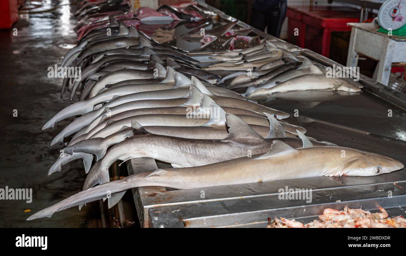 Malaysia, Sabah, Sandakan, Fish market, Sharks on sale Stock Photo - Alamy