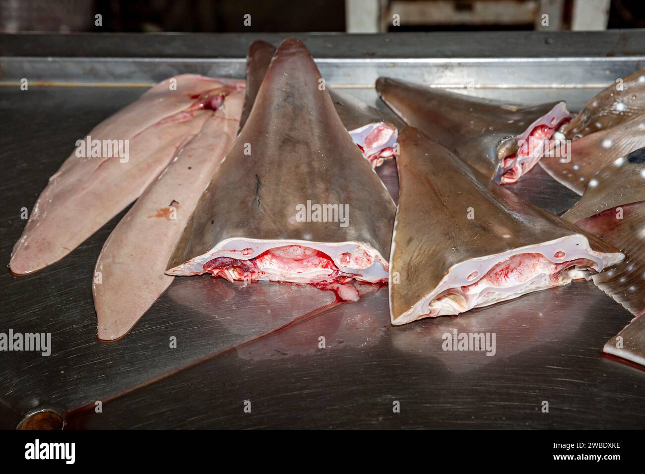 Malaysia, Sabah, Sandakan, Fish market, Shark fins on sale Stock Photo ...