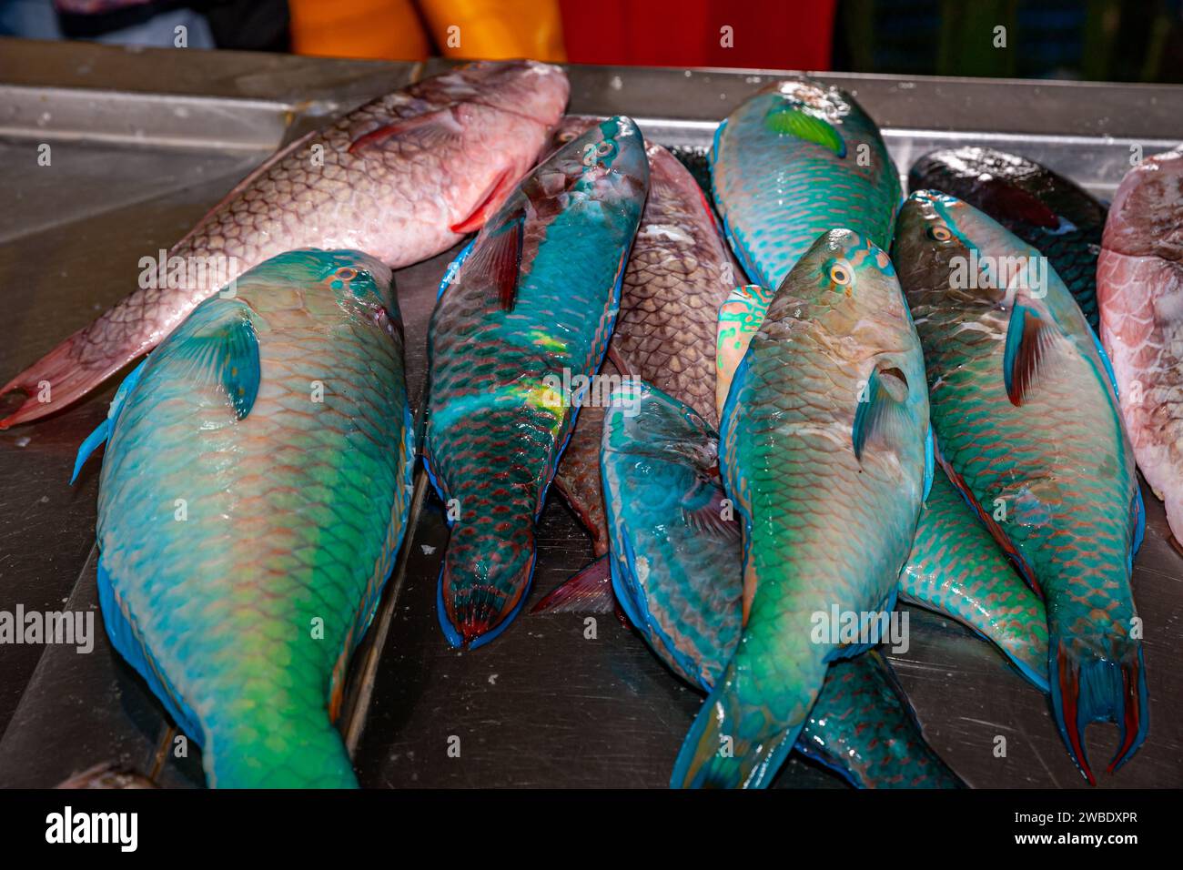 Malaysia, Sabah, Sandakan, Fish market, Parrot fish Stock Photo - Alamy