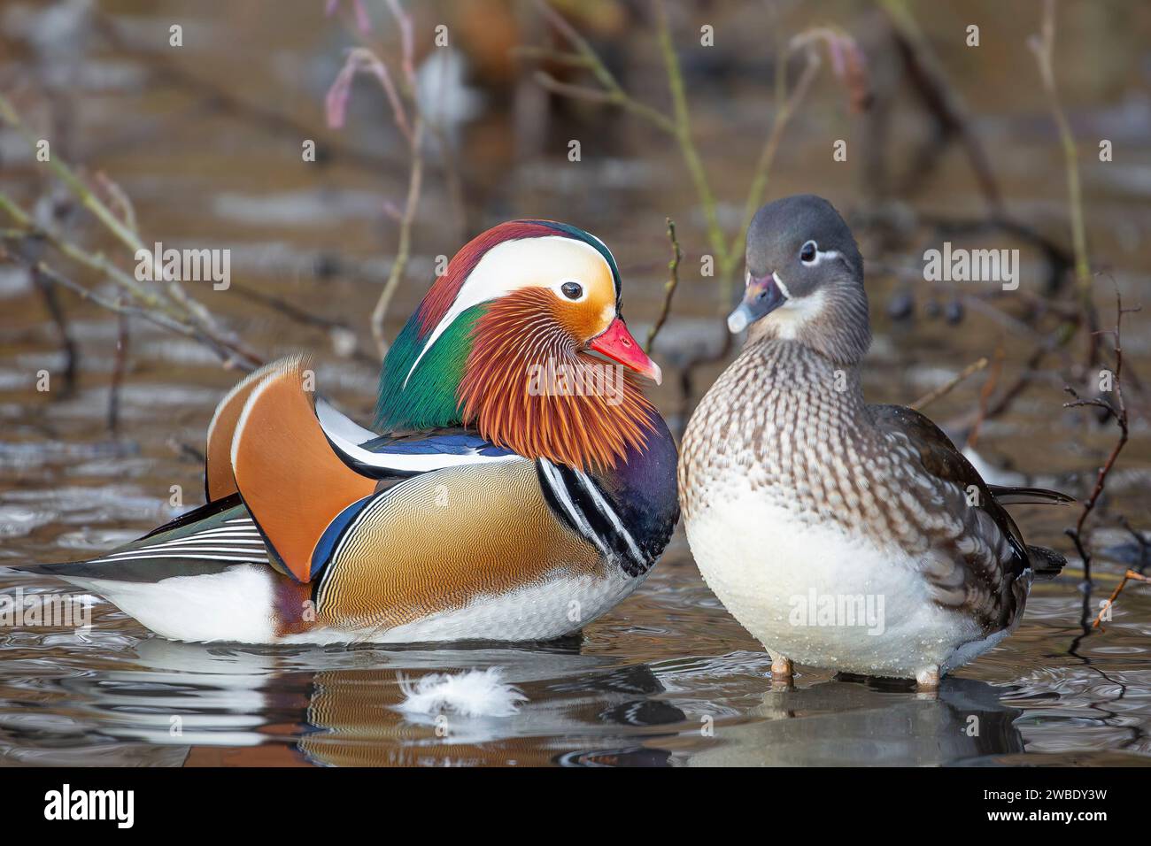 Kidderminster, UK. 10th January, 2024. UK weather: A pair of brightly ...