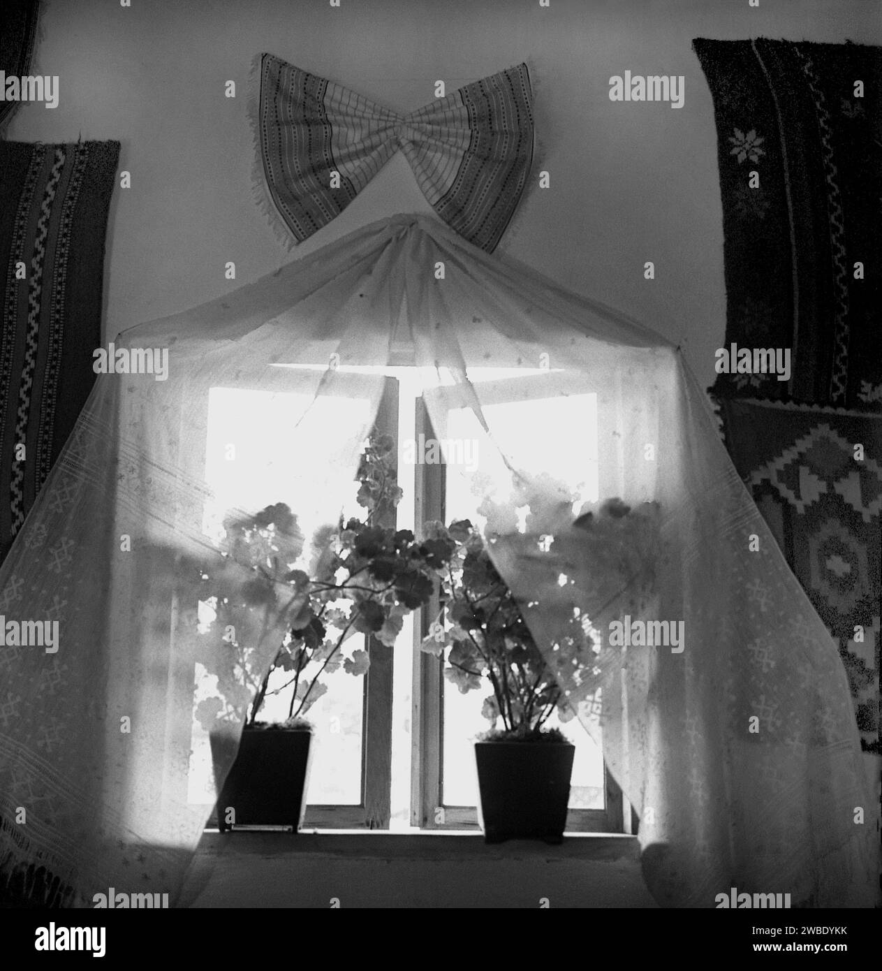 Potted plants on window Black and White Stock Photos & Images - Alamy