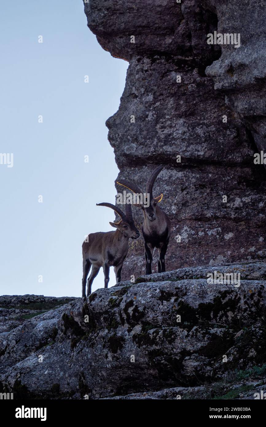 Iberian Ibex - Capra pyrenaica, beautiful popular mountain wild goat ...