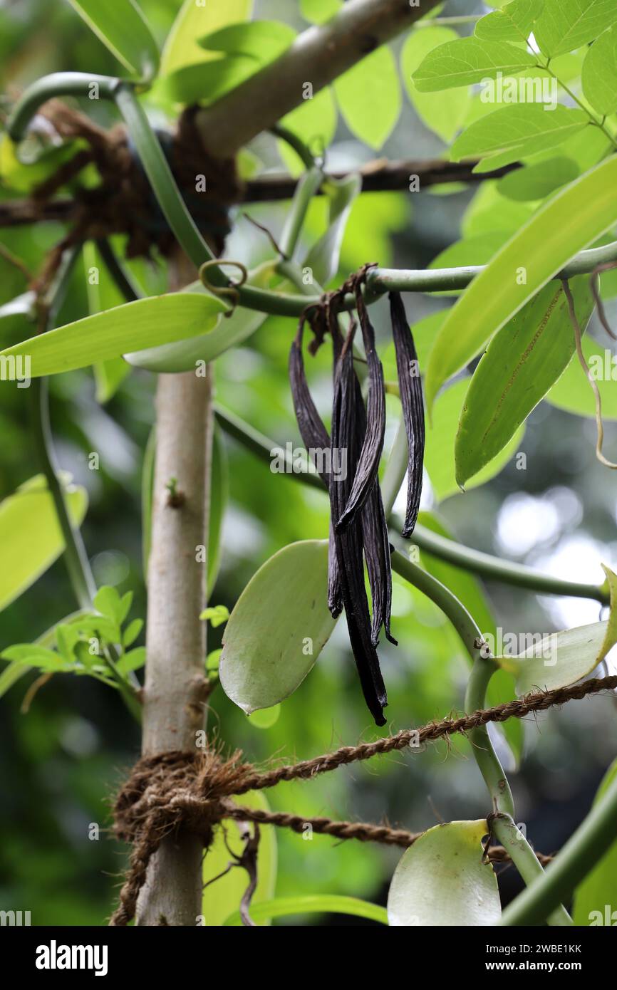 Vanilla pods growing on tree in a garden near Kandy, Sri Lanka Stock ...