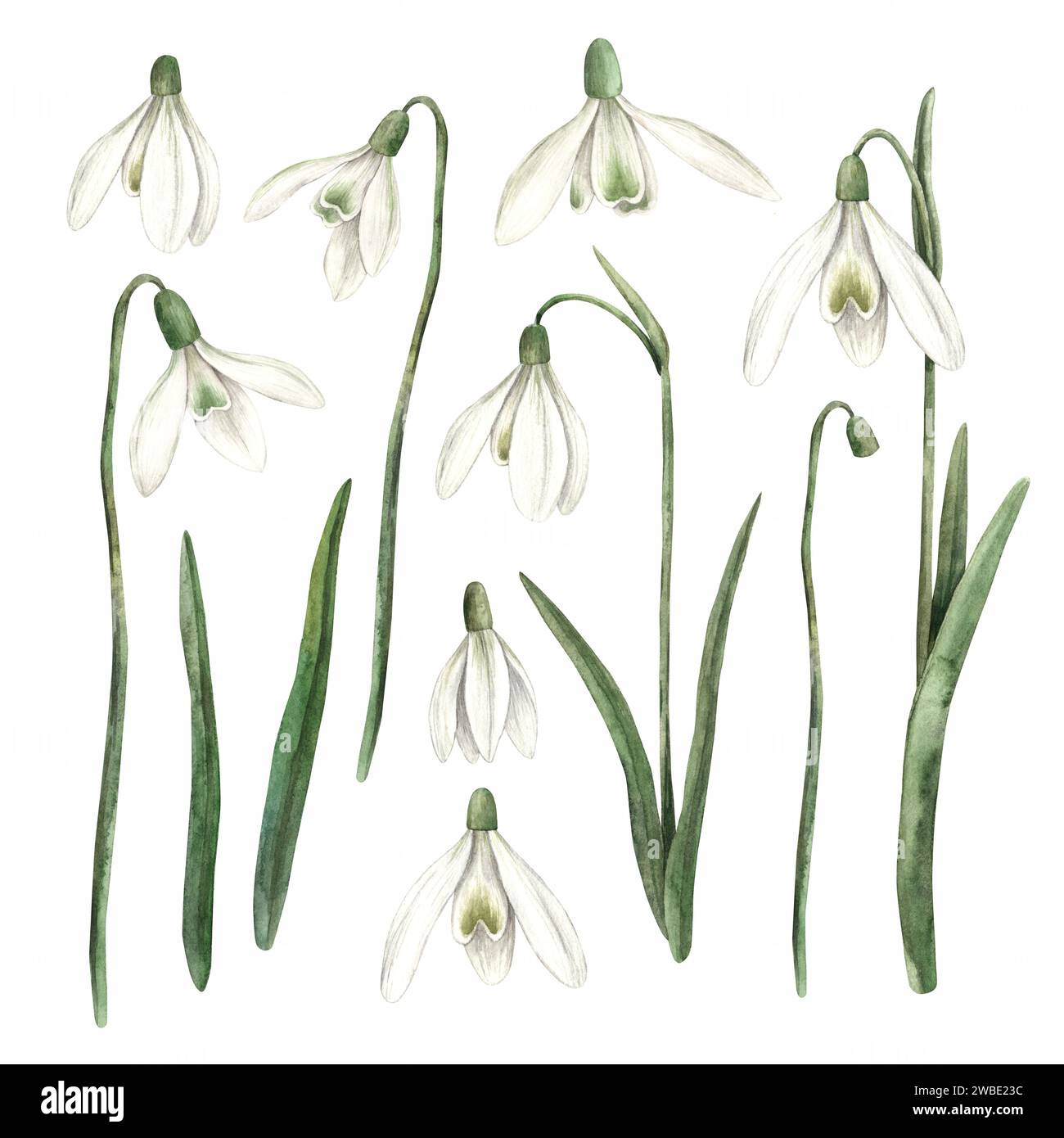 Watercolor set of delicate hand-painted snowdrops. Sketch on isolated ...