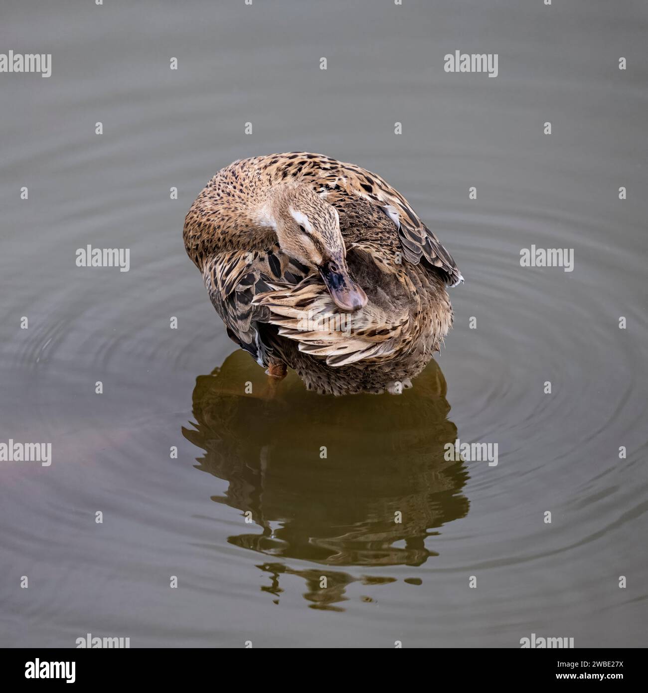 Duck cleans feathers on lake hi-res stock photography and images - Alamy