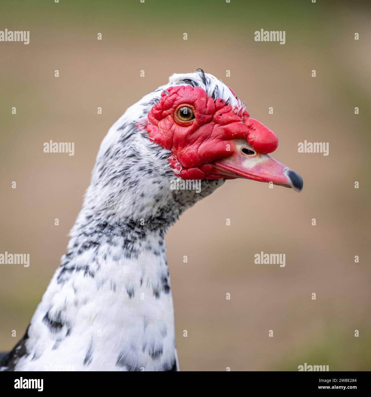 Beautiful Muscovy duck with red head and bill. Looking towards the ...