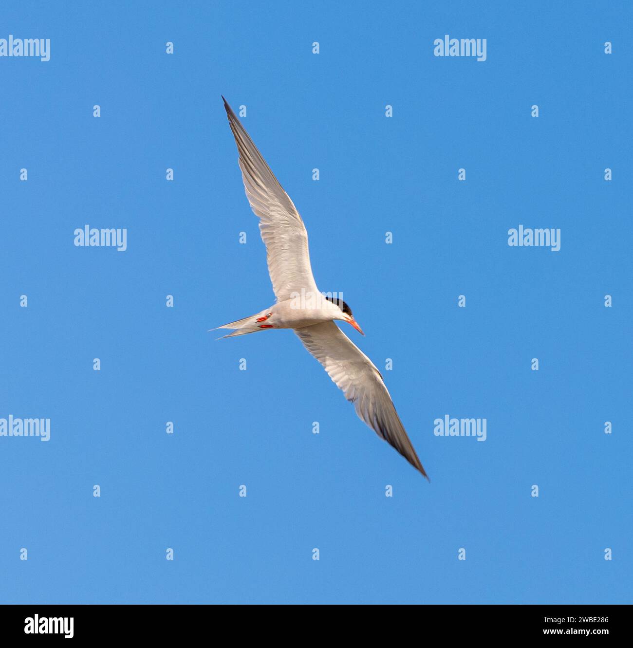 Seagull or some species of a bird flying or gliding up high in the sky ...