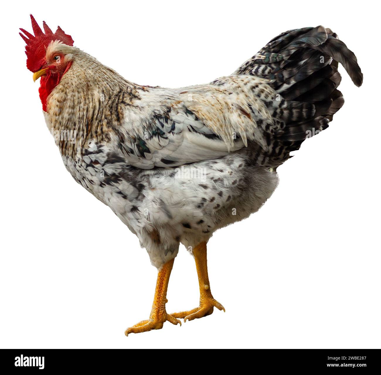 Rooster from the side view isolated on transparent background Stock ...