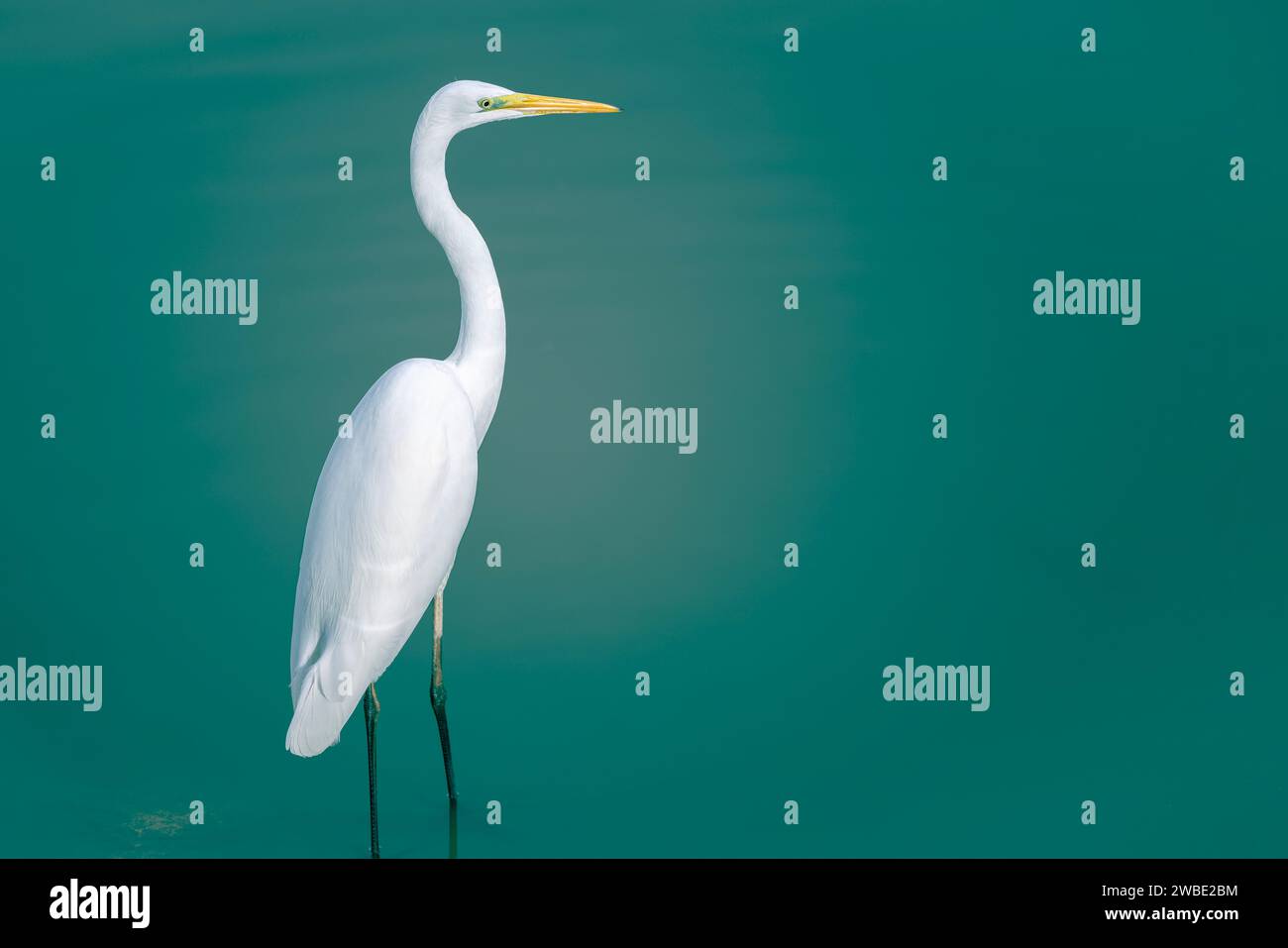Big white bird hi-res stock photography and images - Alamy