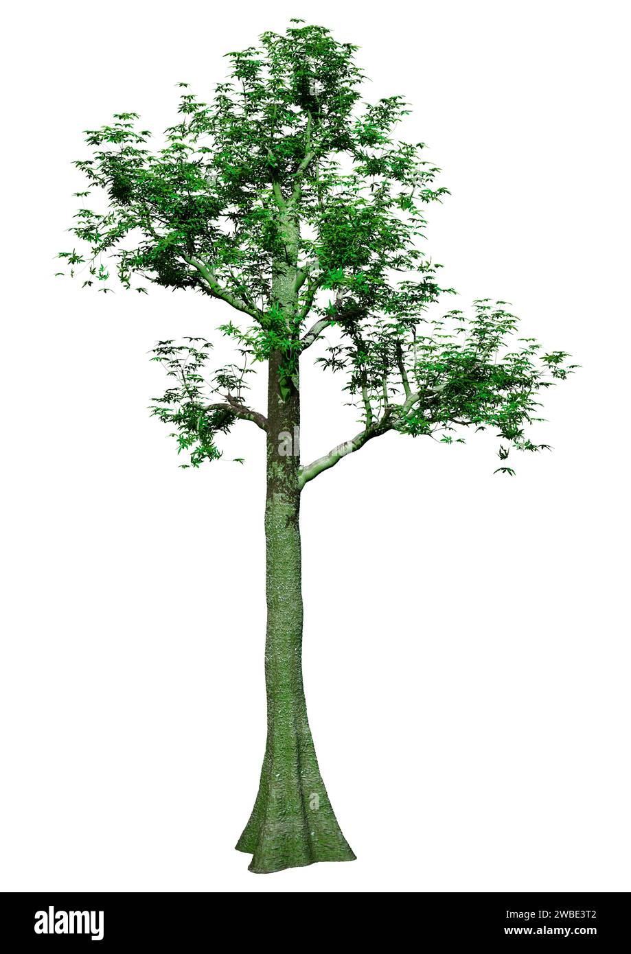 3D rendering of a tropical rainforest tree isolated on white background ...