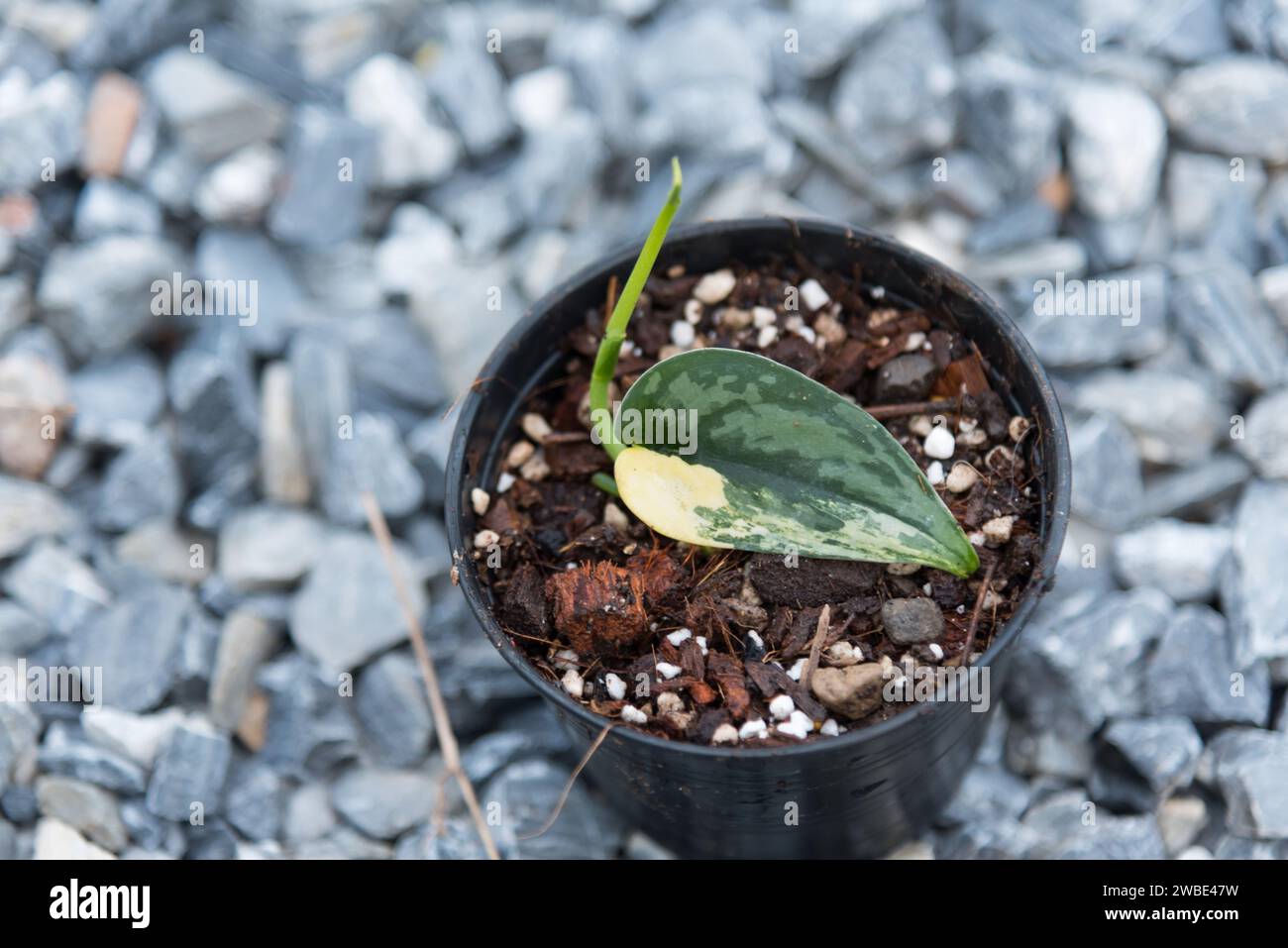 Apolaki hi-res stock photography and images - Alamy