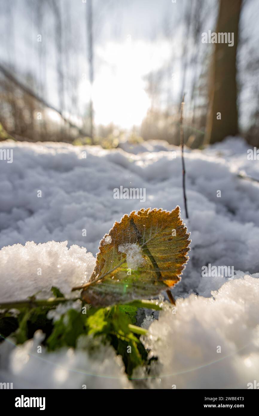 A frozen green leaf laying on a dirty ground covered with snow in a ...