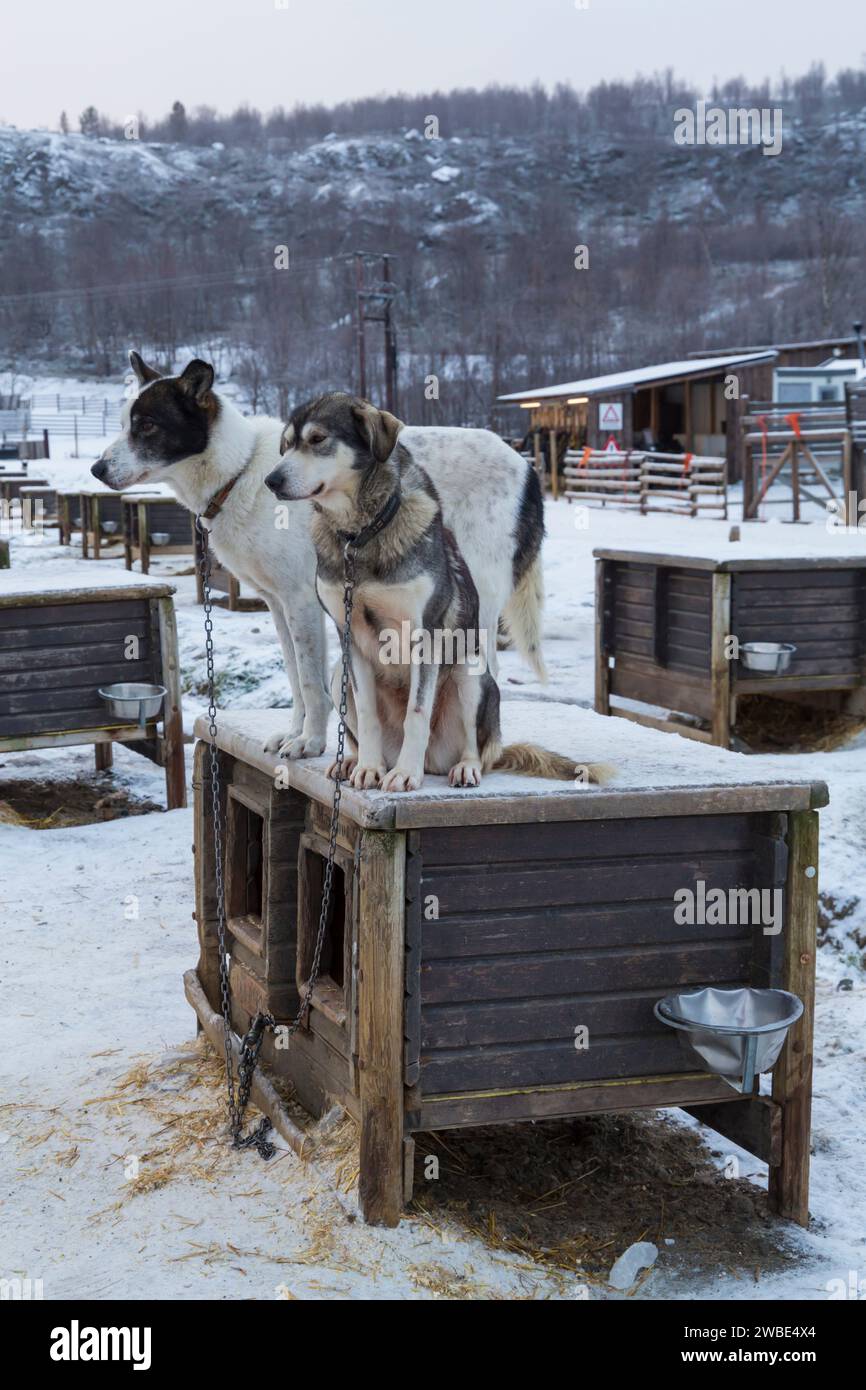 Alaskan husky dogs Alaskan huskies standing on kennel in dog yard ...