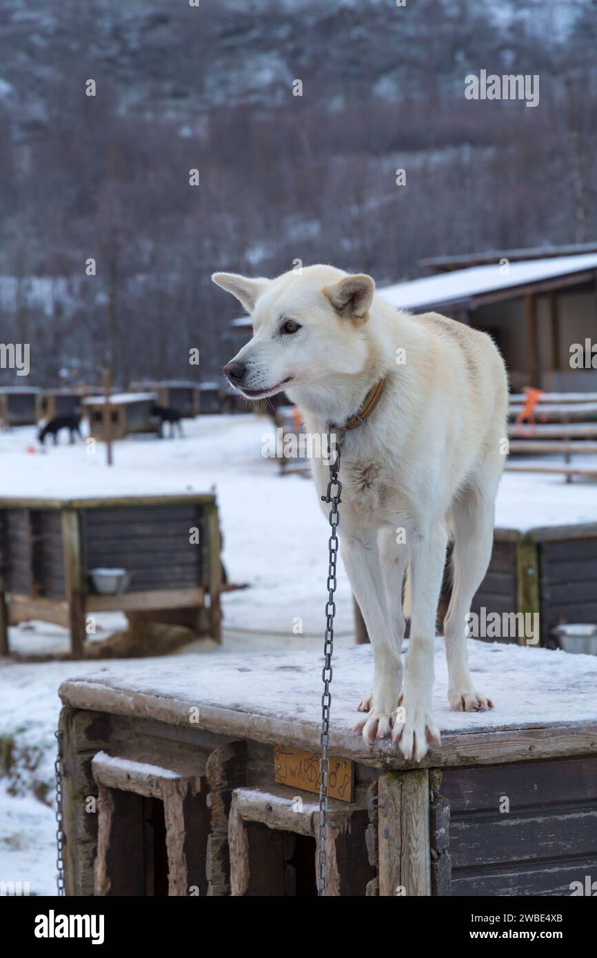 Alaskan husky dog standing on kennel in dog yard dogyard at Kirkenes ...