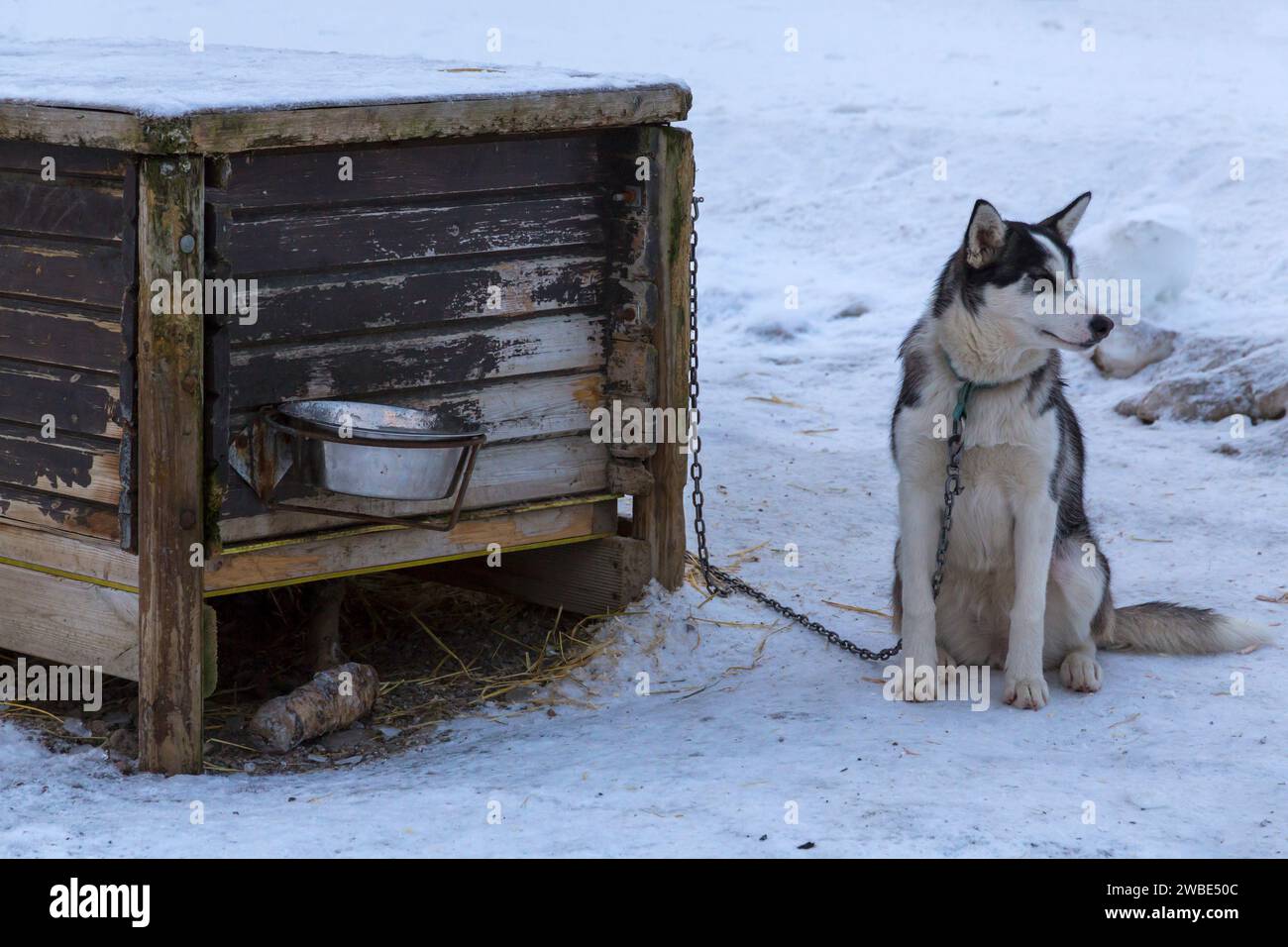 Alaskan husky dog sitting by kennel in dog yard dogyard at Kirkenes ...