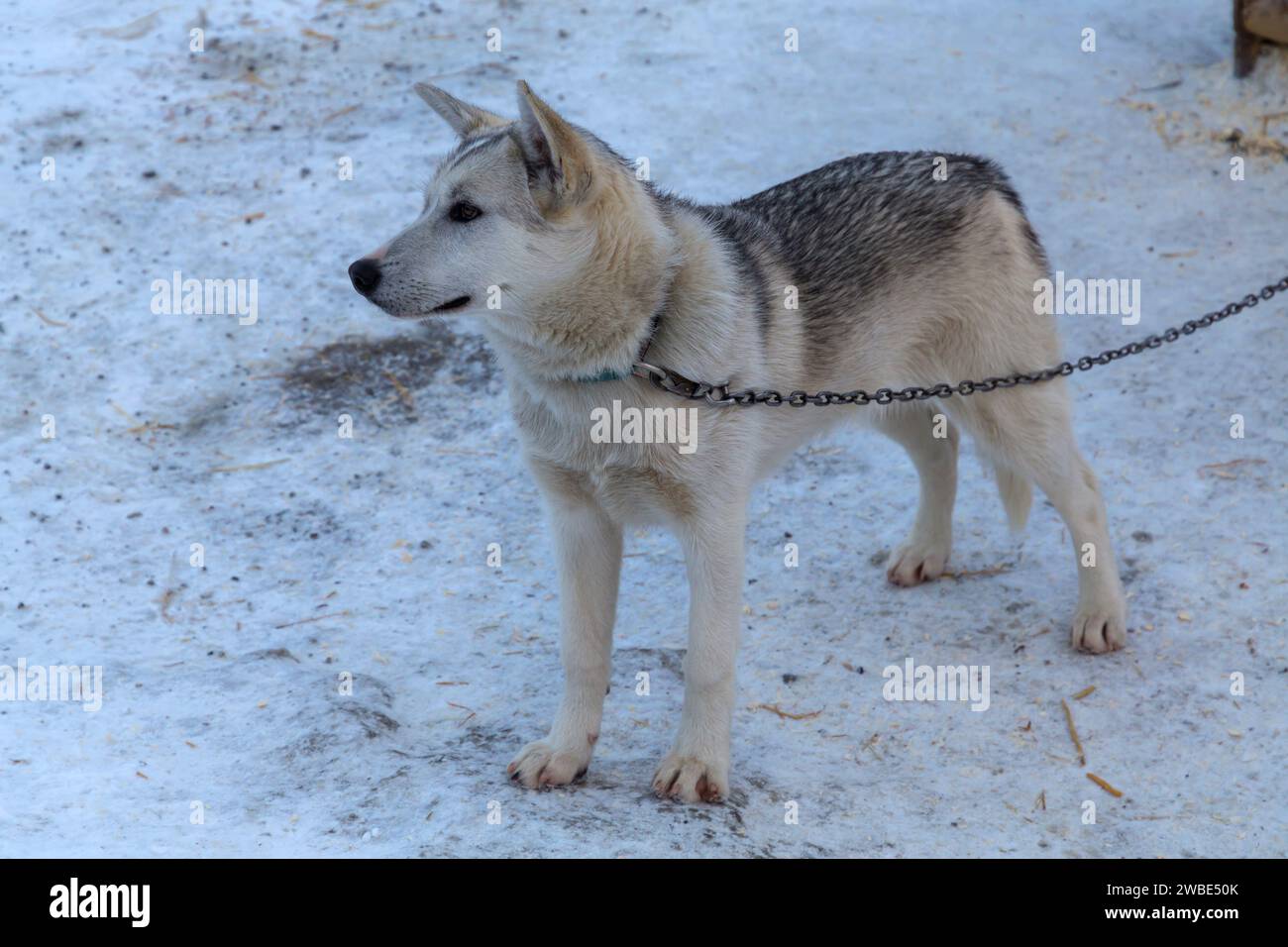 Kirkenes husky hi-res stock photography and images - Alamy