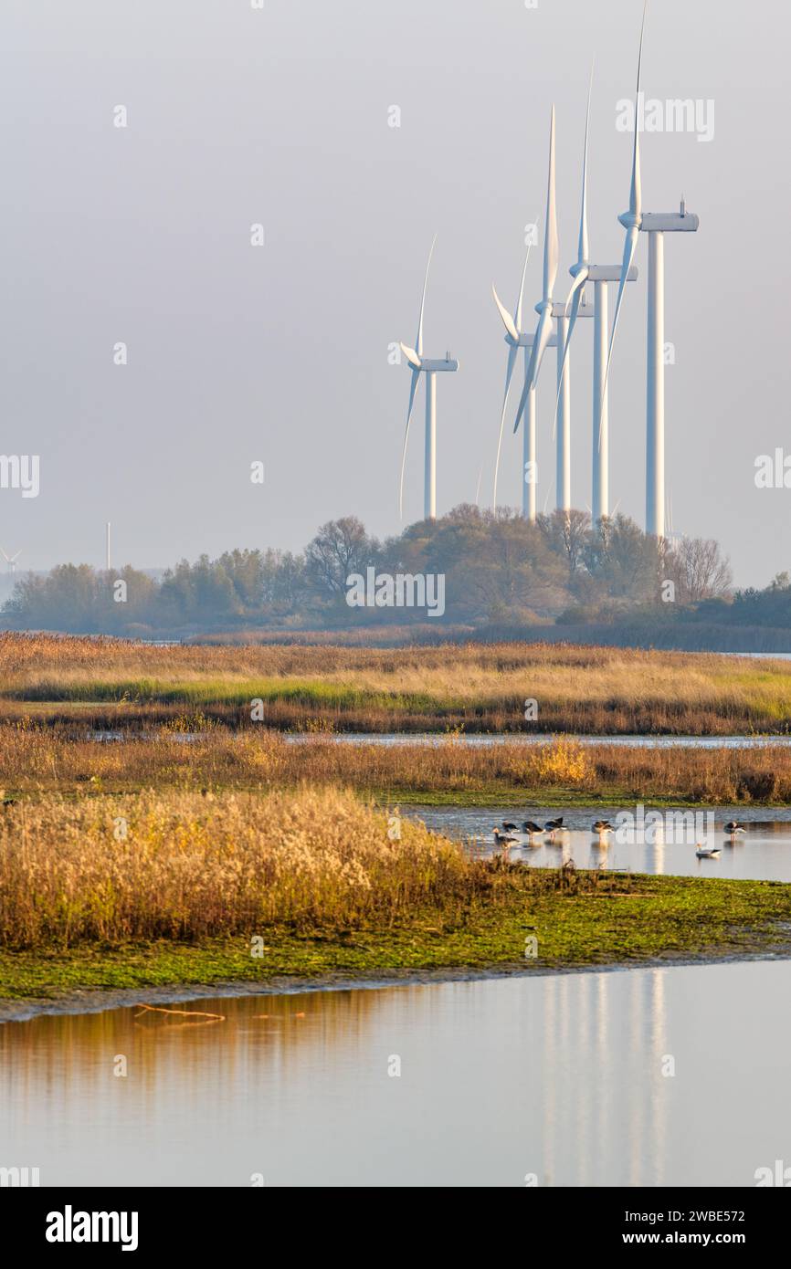 Nature area Scheelhoek and the bird nesting islands in the Haringvliet ...