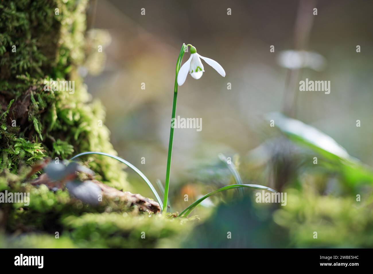 A snowdrop bloomingin spring. It's the first forest plant htat grows ...