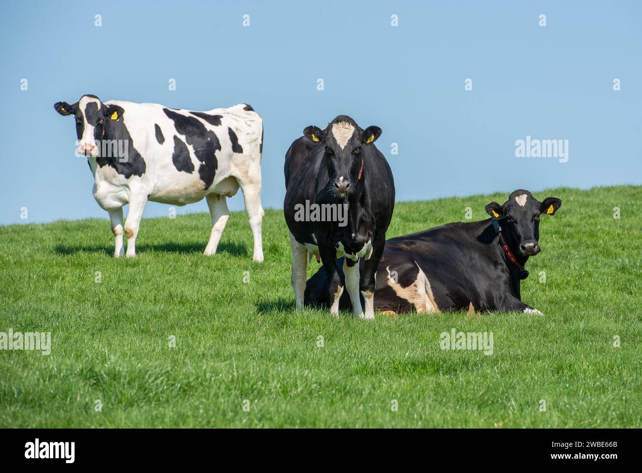 Dry dairy cows, Penrith, Cumbria, UK Stock Photo - Alamy
