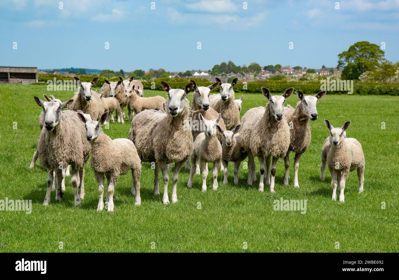 Bluefaced leicester sheep hi-res stock photography and images - Alamy