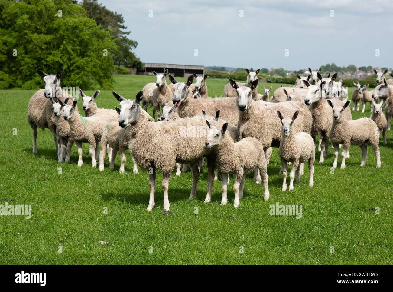 Bluefaced leicester sheep hi-res stock photography and images - Alamy