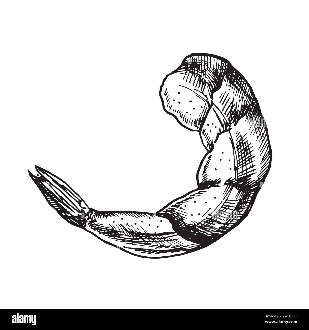 Organic food. Hand drawn vector sketch of cooked boiled shrimp. Doodle ...