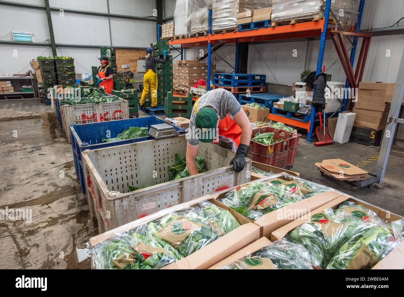 Workers in a vegetable packing building, Ormskirk, Lancashire, UK Stock ...