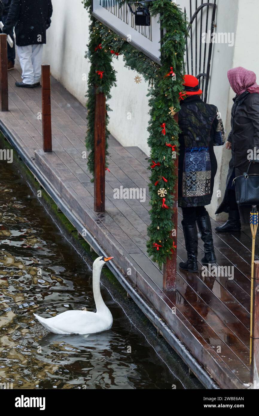 A swan in a river near a dock waiting for people to feed him on a cold ...