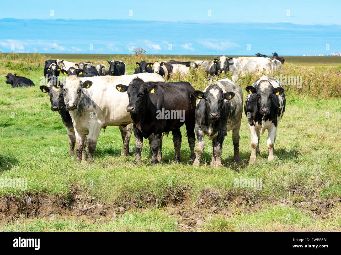 Beef cattle, Southport, Lancashire, UK Stock Photo - Alamy