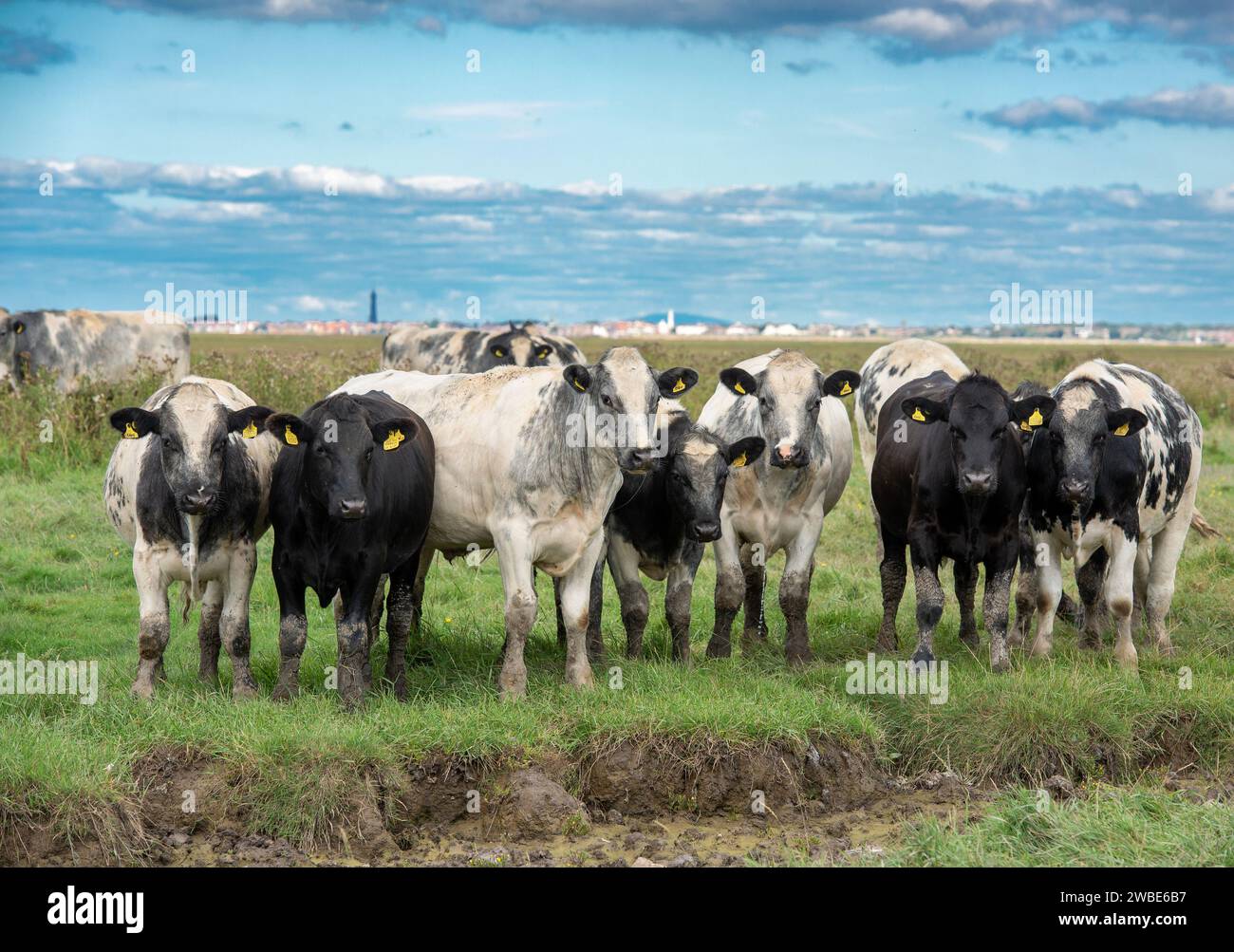 Beef cattle, Southport, Lancashire, UK Stock Photo - Alamy