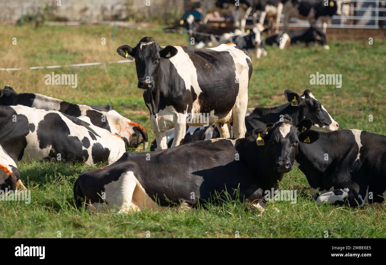 Dairy cows, Cheshire, UK Stock Photo - Alamy