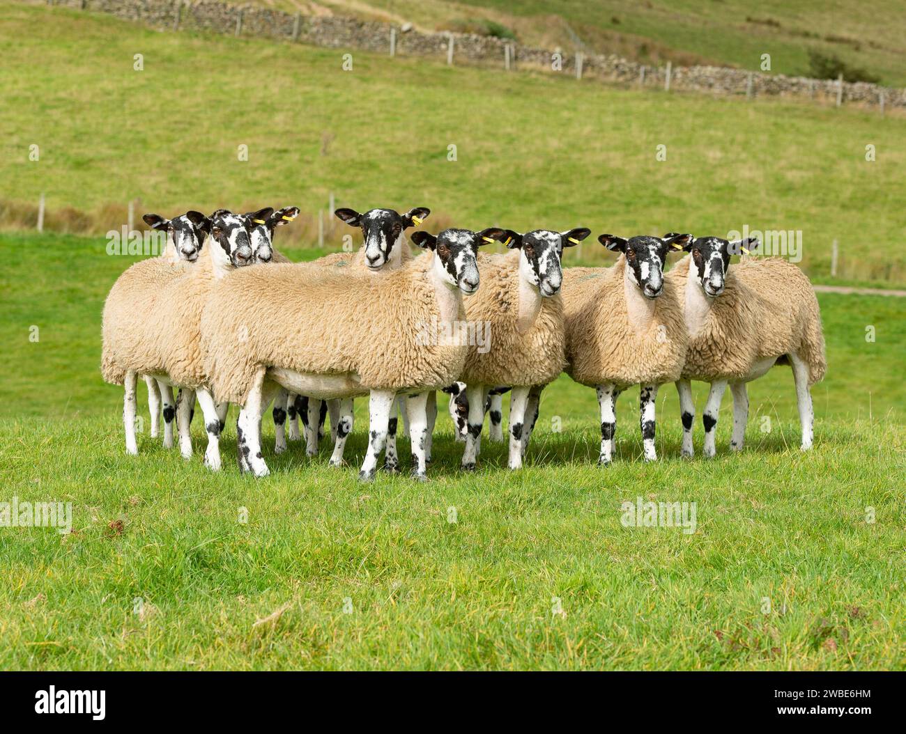 Mule ewes, Chipping, Lancashire, UK Stock Photo - Alamy