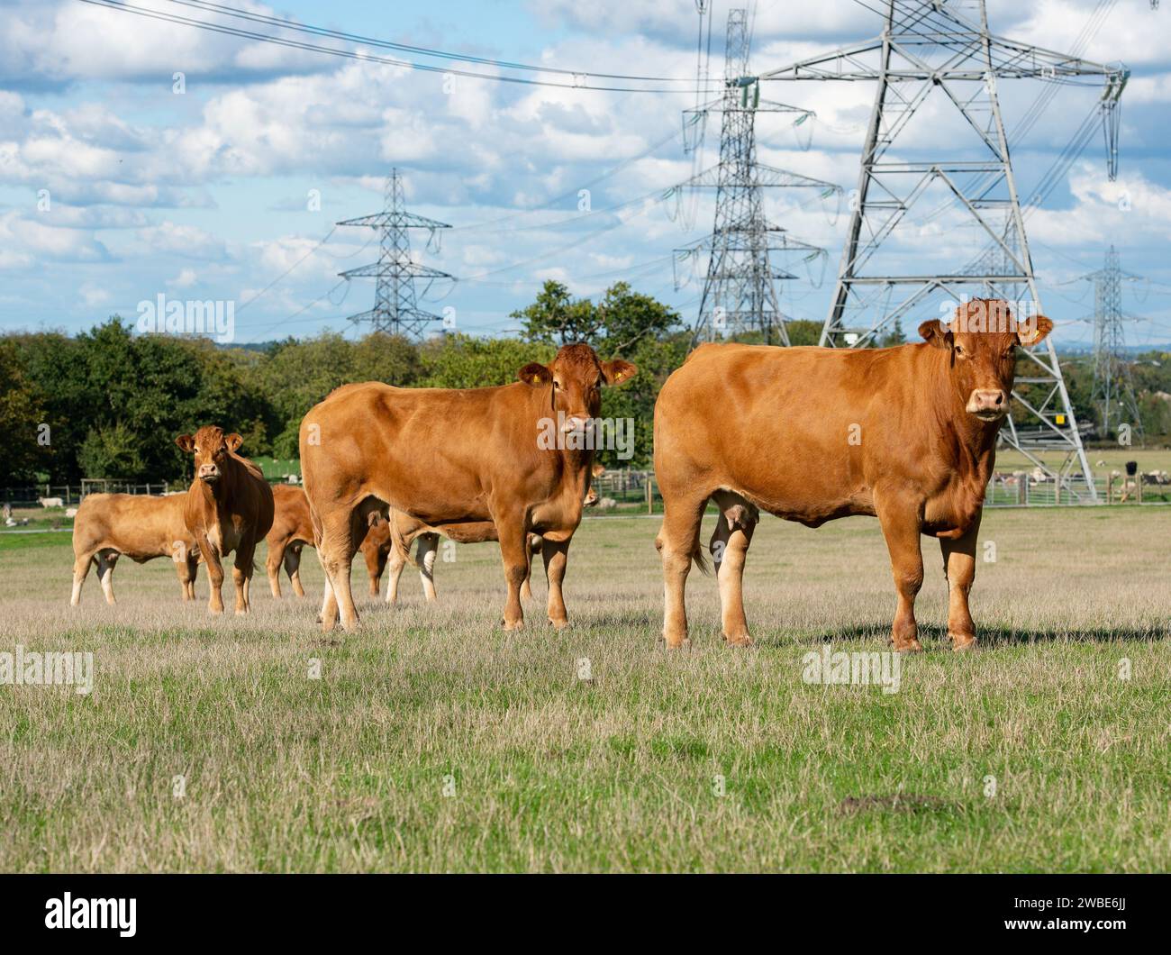 Cattle beef livestock cattle hi-res stock photography and images - Alamy