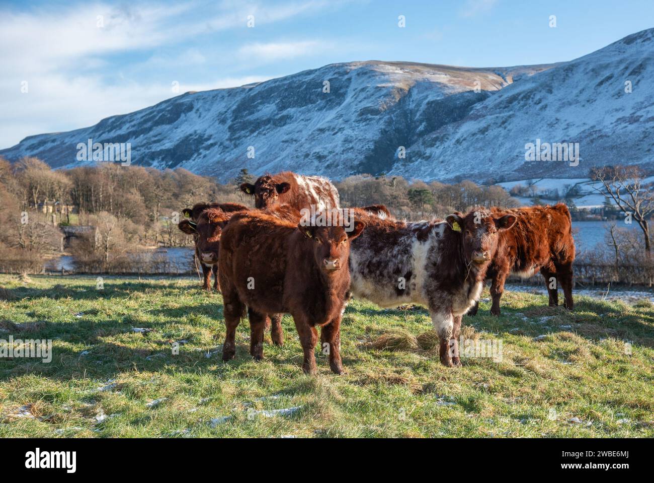 Young Beef Shorthorn cattle, Cumbria, UK Stock Photo - Alamy