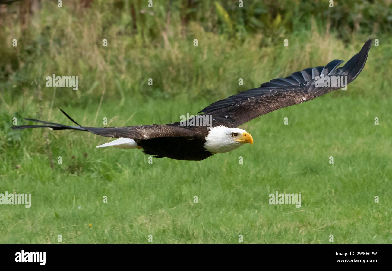 A Bald Eagle flying, Muncaster Castle, Ravenglass, Cumbria, UK Stock ...