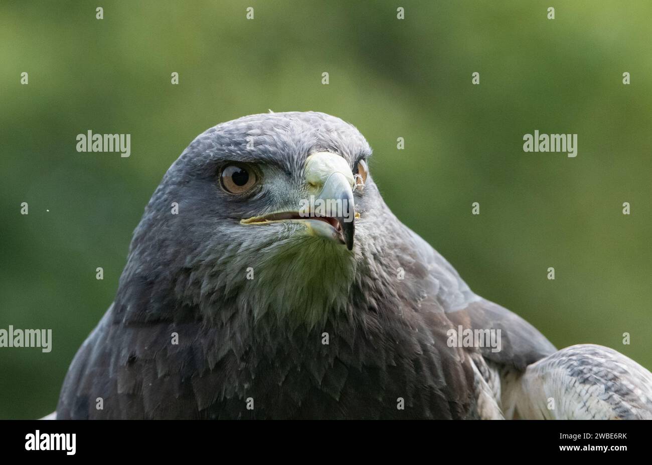 Chilean blue eagle hi-res stock photography and images - Alamy
