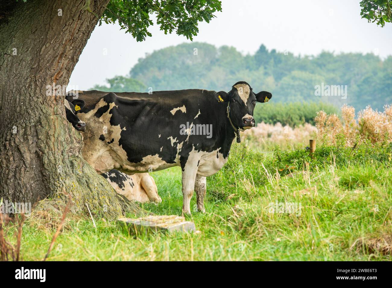 Holstein cow and tree, Shropshire, UK Stock Photo - Alamy