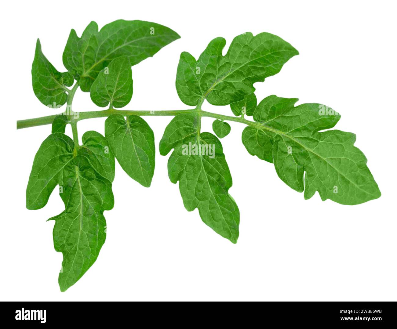 Tomato leaf isolated on white background with clipping path Stock Photo ...