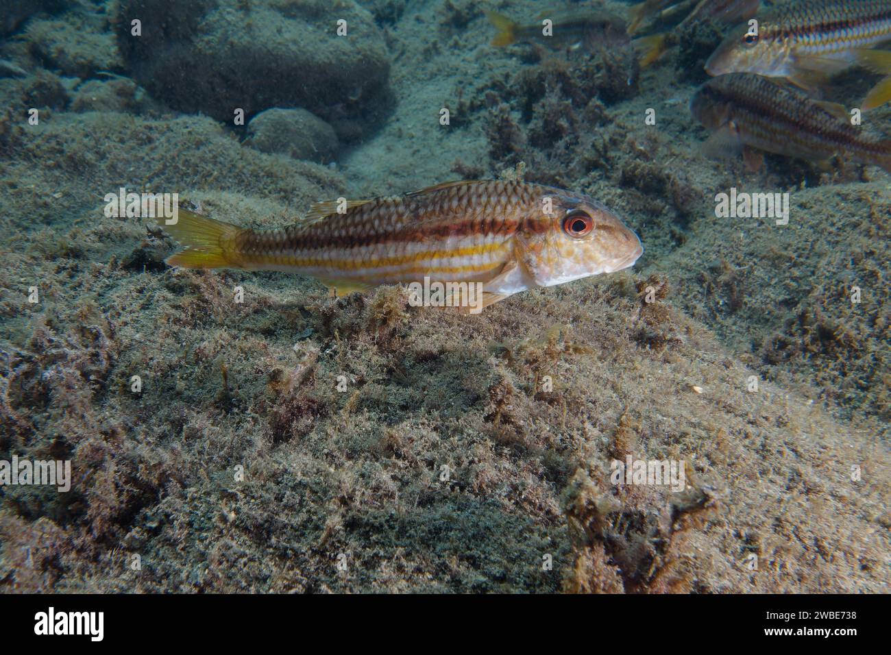 Mullus surmuletus hi-res stock photography and images - Alamy