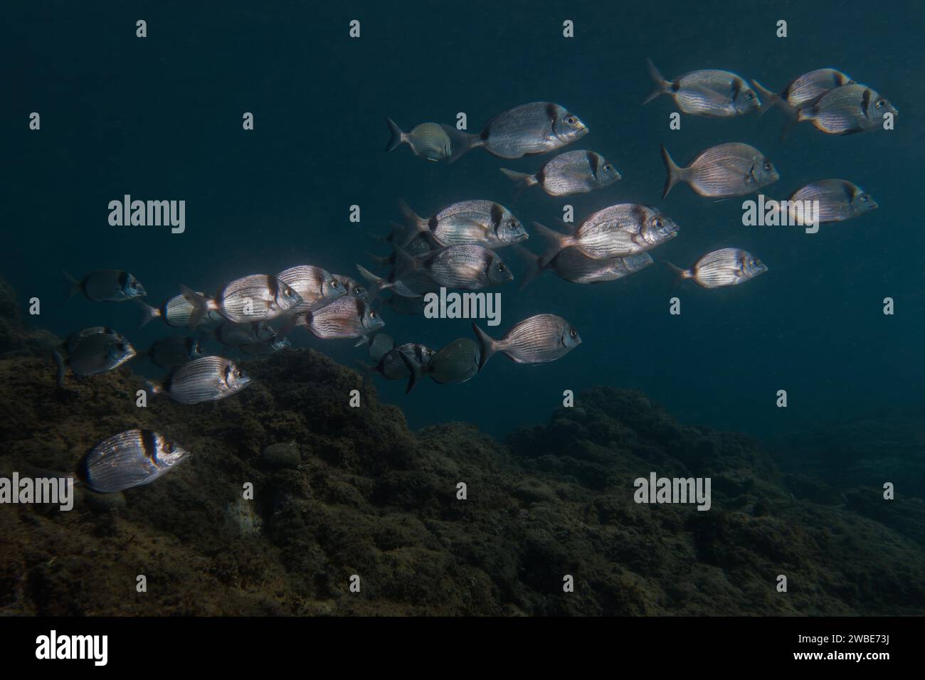 Two banded bream bench (Diplodus vulgaris) in Mediterranean Sea Stock ...