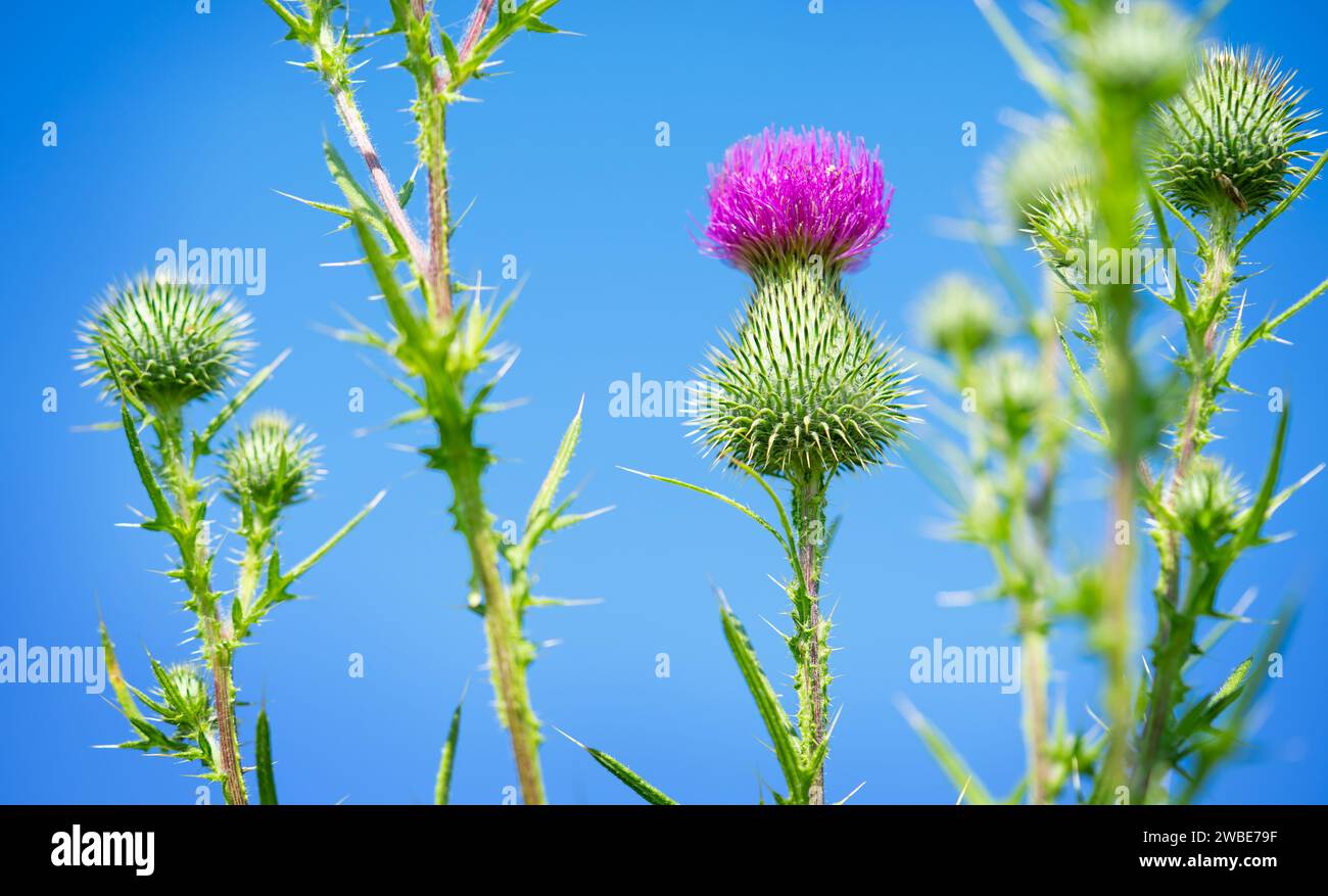 Common thistle flower on blue sky background. Alternative medicine ...
