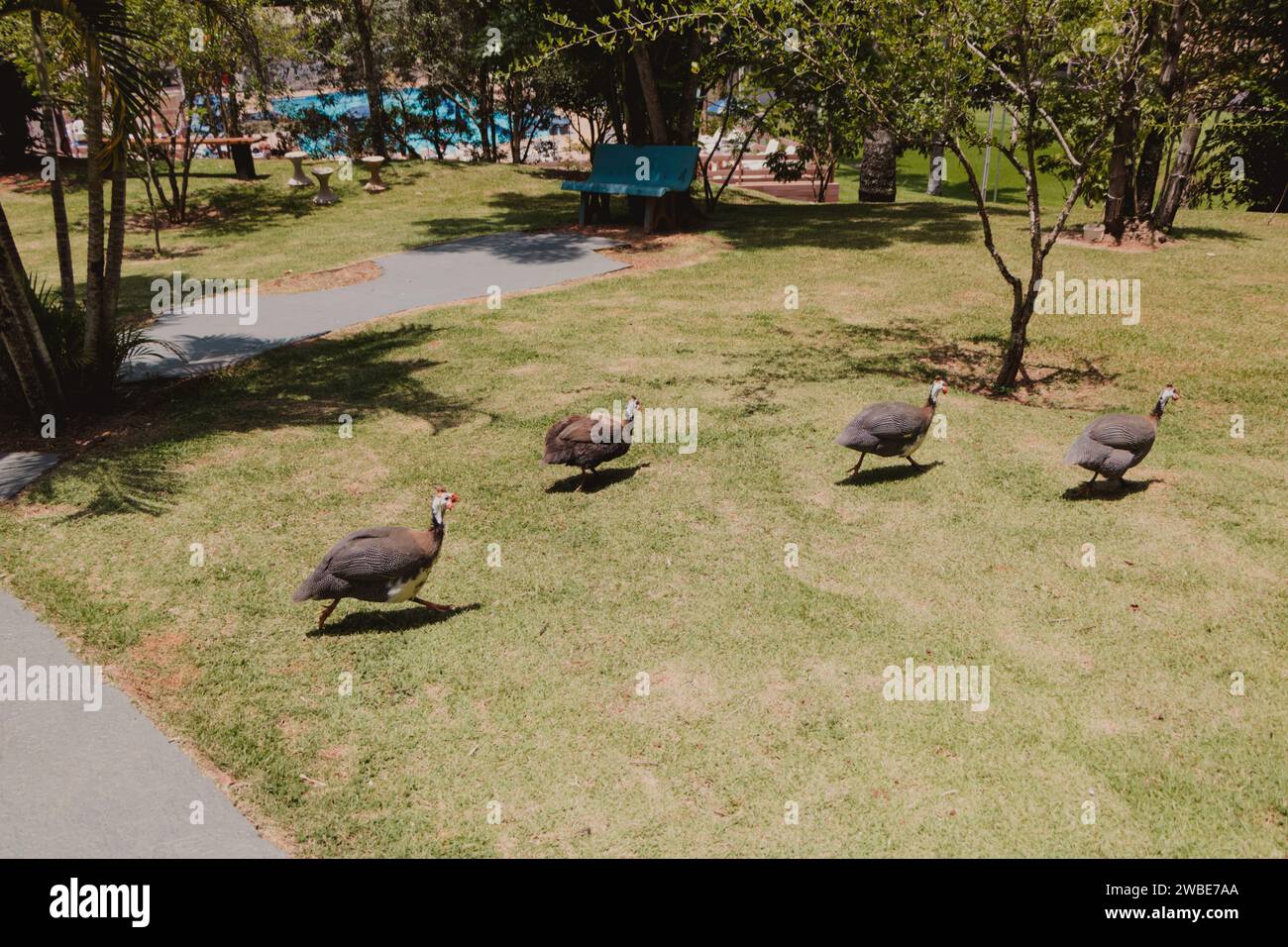 Guinea fowl and chicken hi-res stock photography and images - Alamy