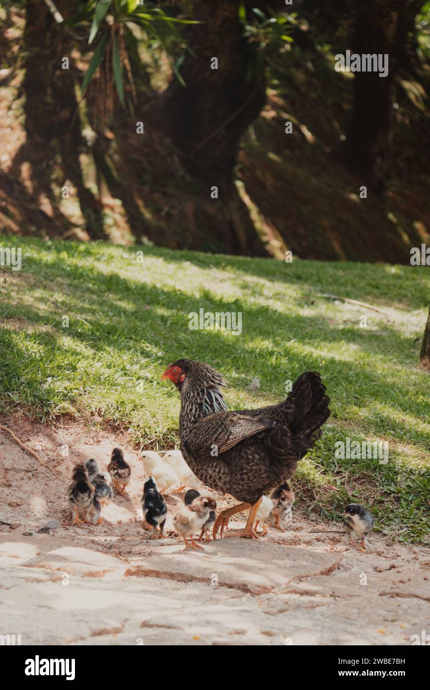 mother hen with her chicks Stock Photo - Alamy