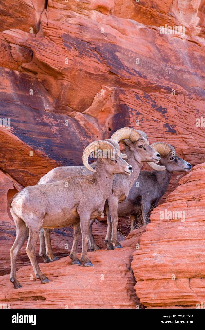 Rams park hi-res stock photography and images - Alamy