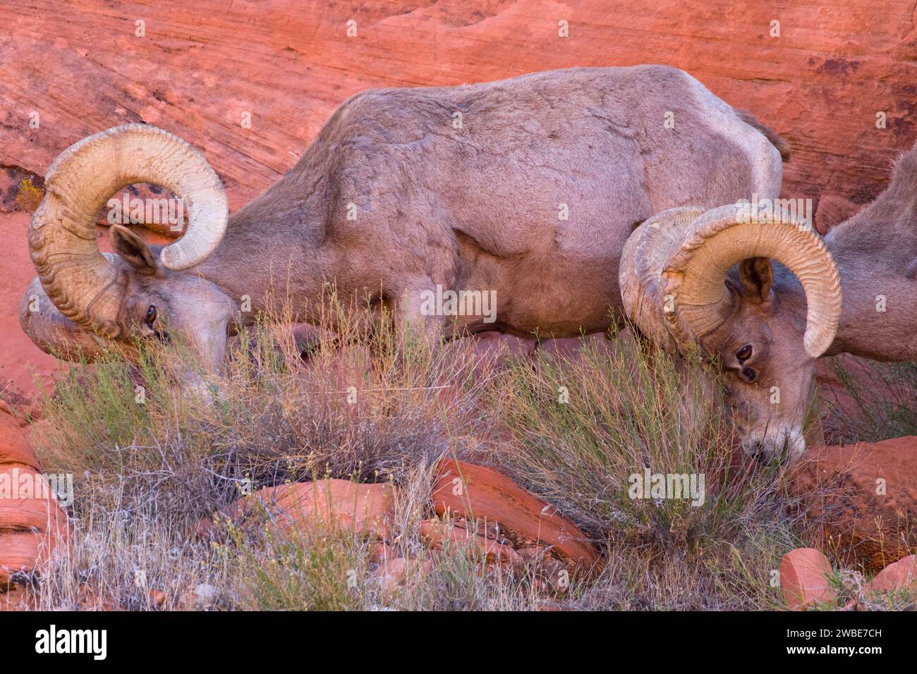 Rams park hi-res stock photography and images - Alamy