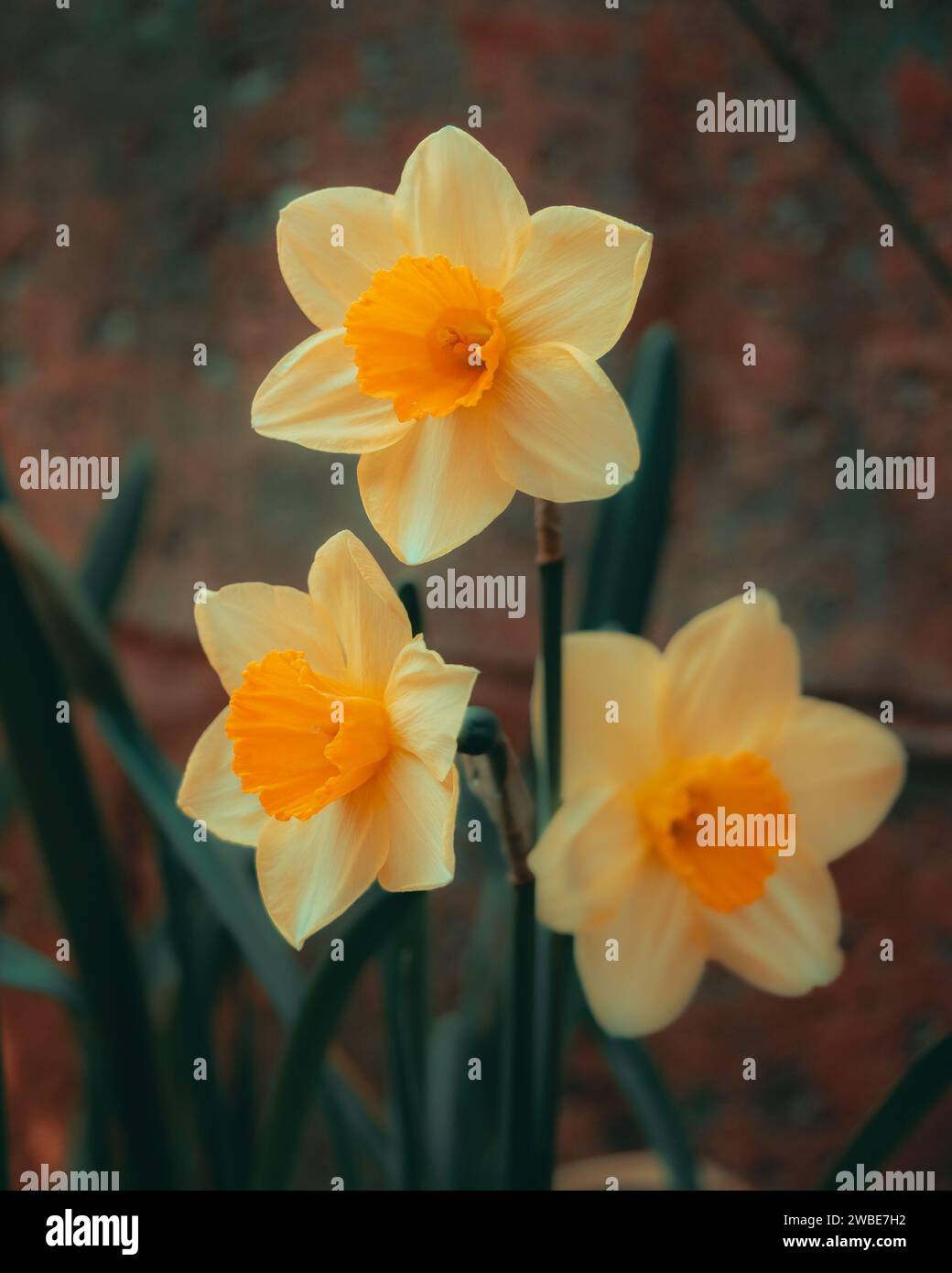 Daffodils where spring starts to sing the changing seasons. Displays of ...